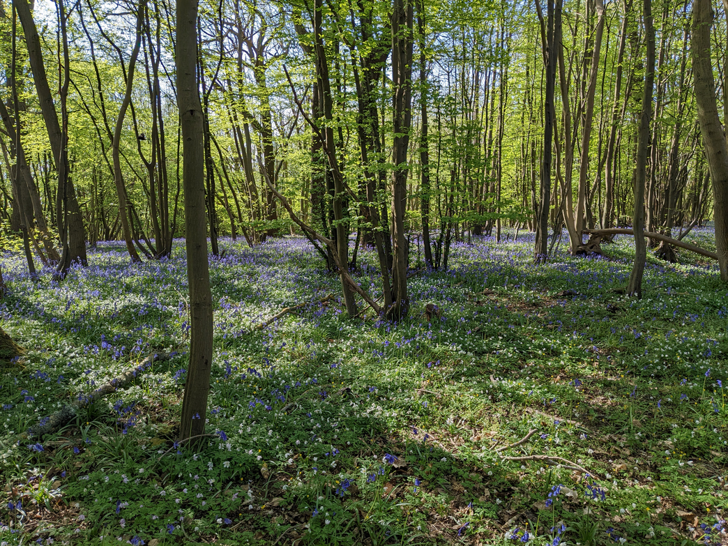 Queendown Warren – Past, Present & Future | Kent Wildlife Trust